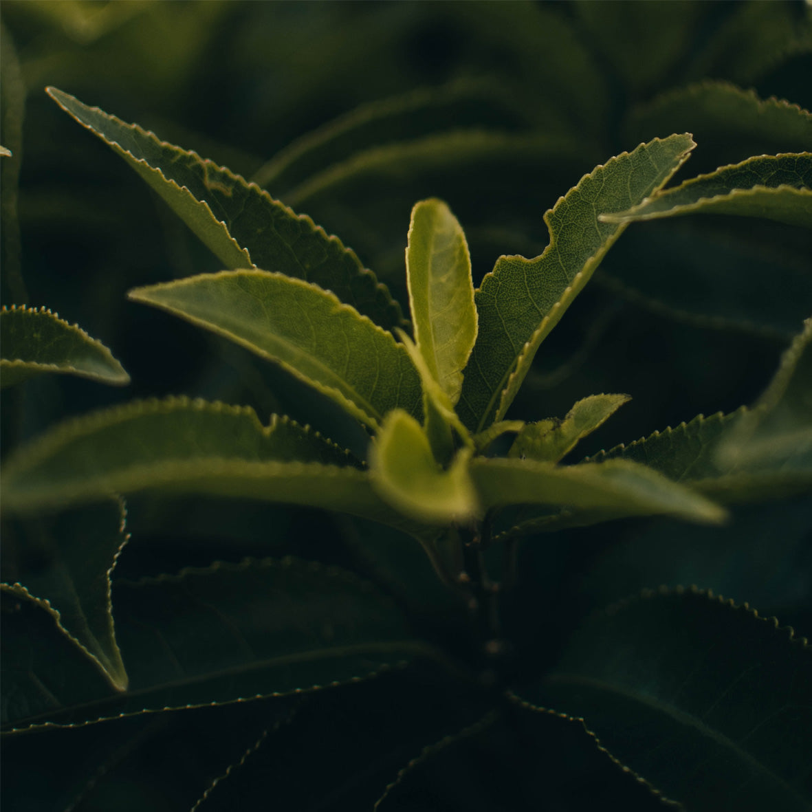 Origin of Green Tea | Root Hythe